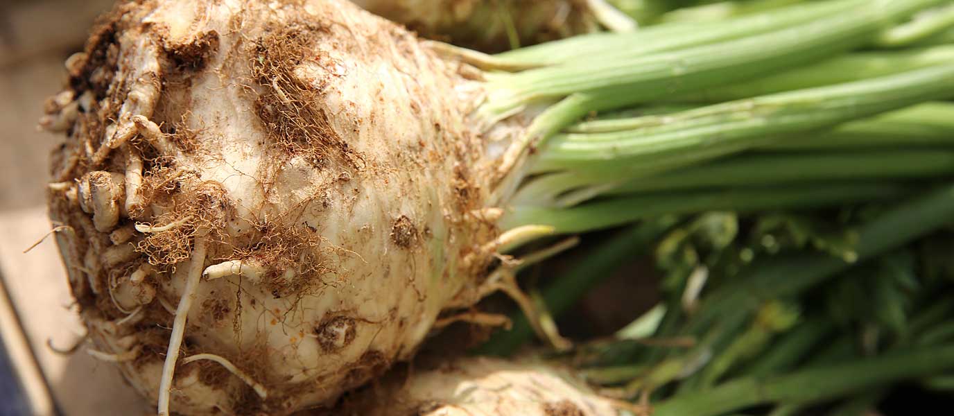 Die Sellerie | Stadtlandwirtschaft Wien